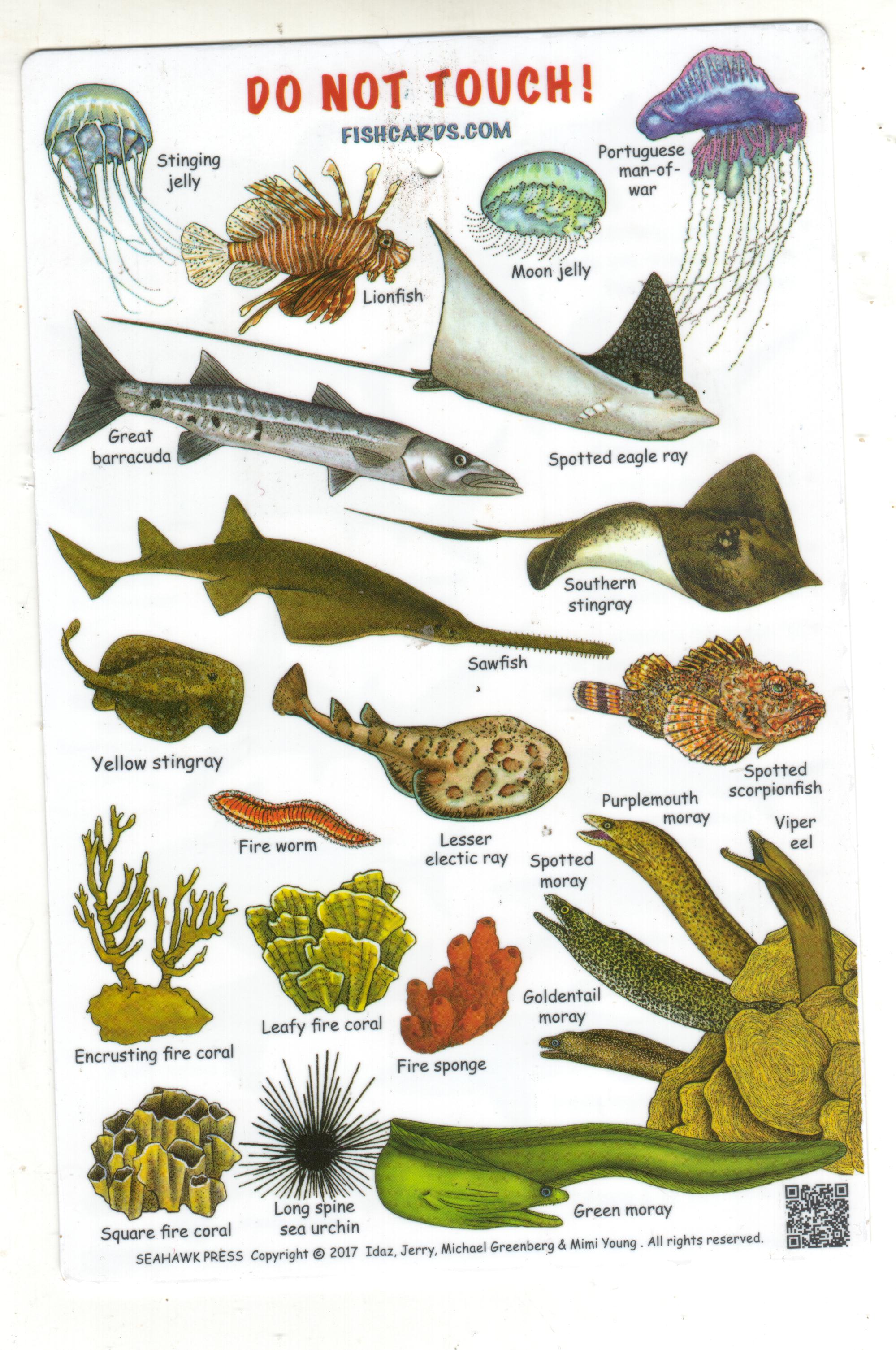 Fish Identification Guides Reef Fish Identification Guides slates And fish-identification-guides-reef-fish-identification-guides-slates-and